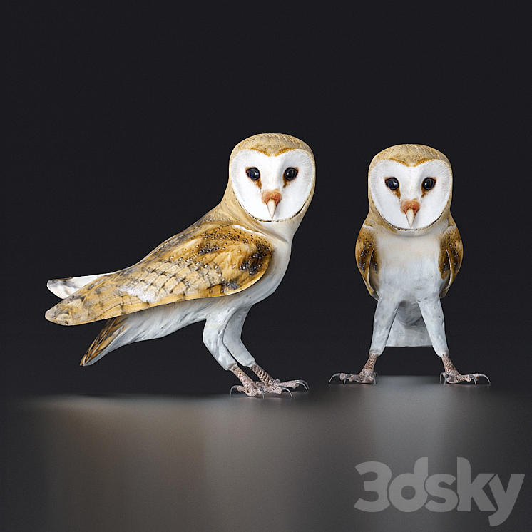 barn owl - Creature - 3D model