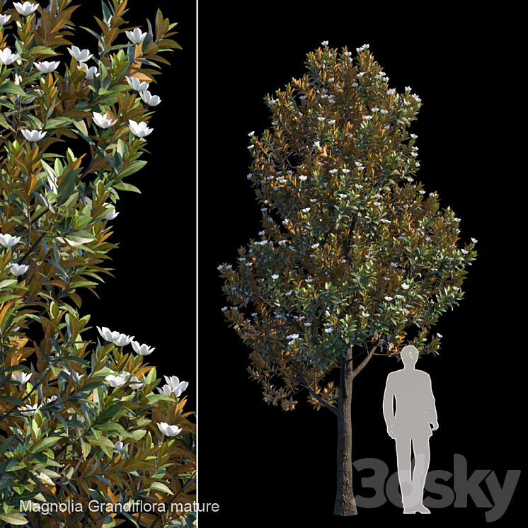 Magnolia Grandiflora mature - Tree - 3D model