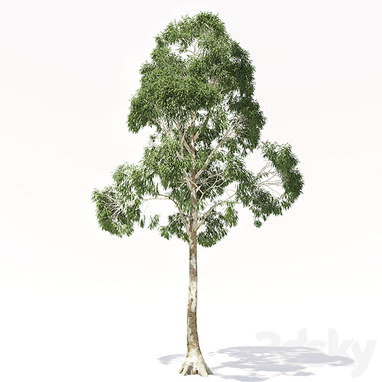 Eucalyptus - Tree - 3D model