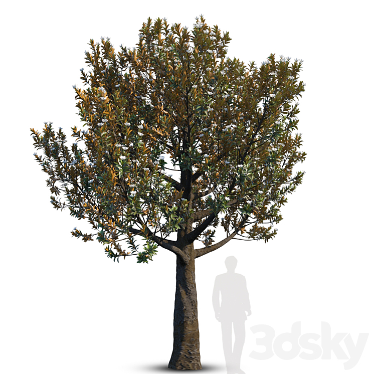 Magnolia Grandiflora_mature_2 - Tree - 3D model