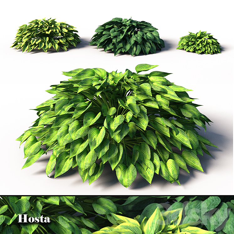 Hosta - Bush - 3D model