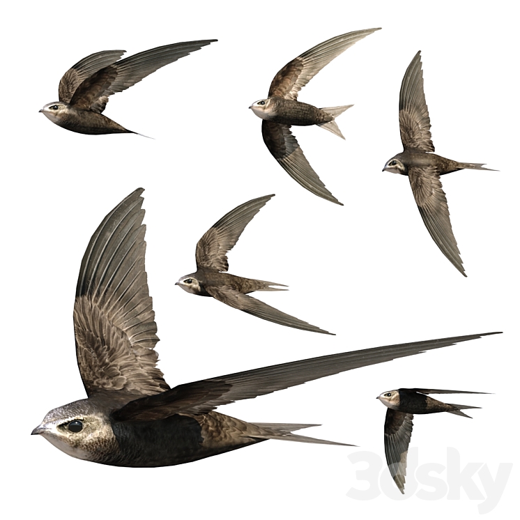 Common swift - Creature - 3D model