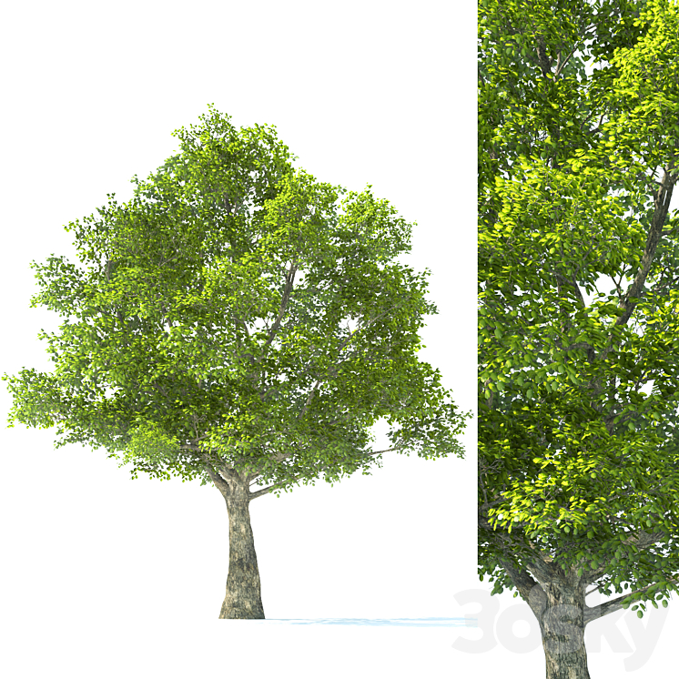 Tilia Tree - 10m Height - Tree Set 01 - Tree - 3D model