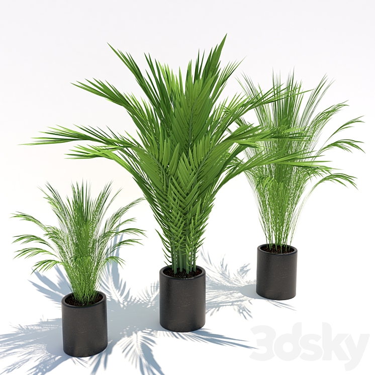 small palms - Indoor - 3D model