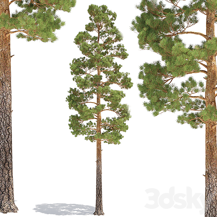 pine - Tree - 3D model