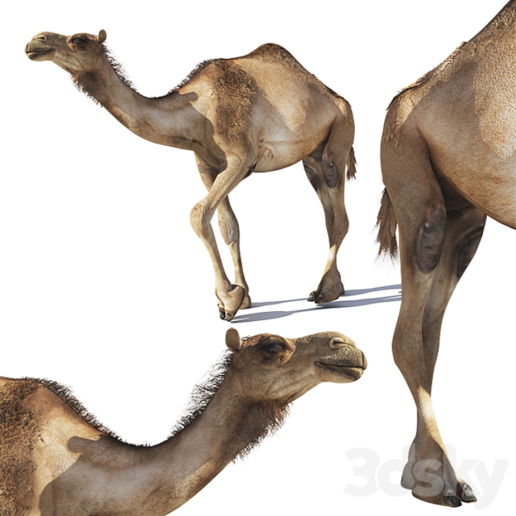 Camel - Creature - 3D model