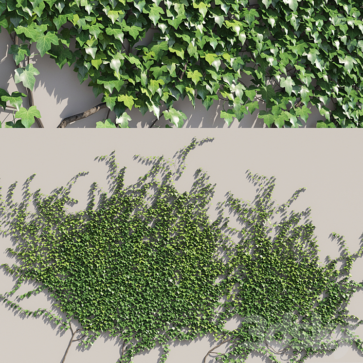 ivy - Outdoor - 3D model