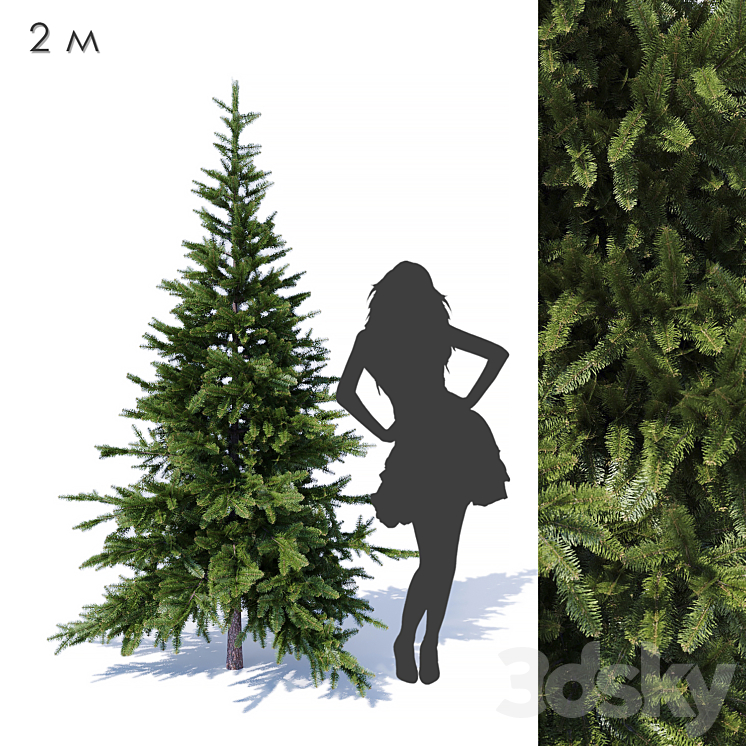 Prickly spruce 2m - Tree - 3D model