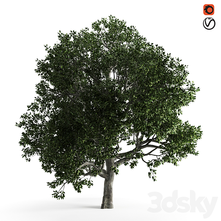 benjamin tree - Tree - 3D model