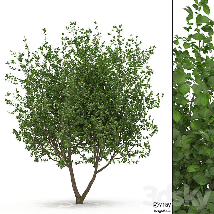 Mulberry tree - Tree - 3D model