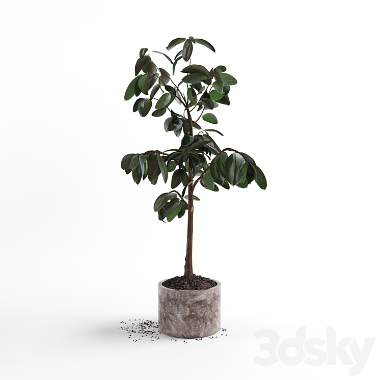 Ficus plant - Indoor - 3D model