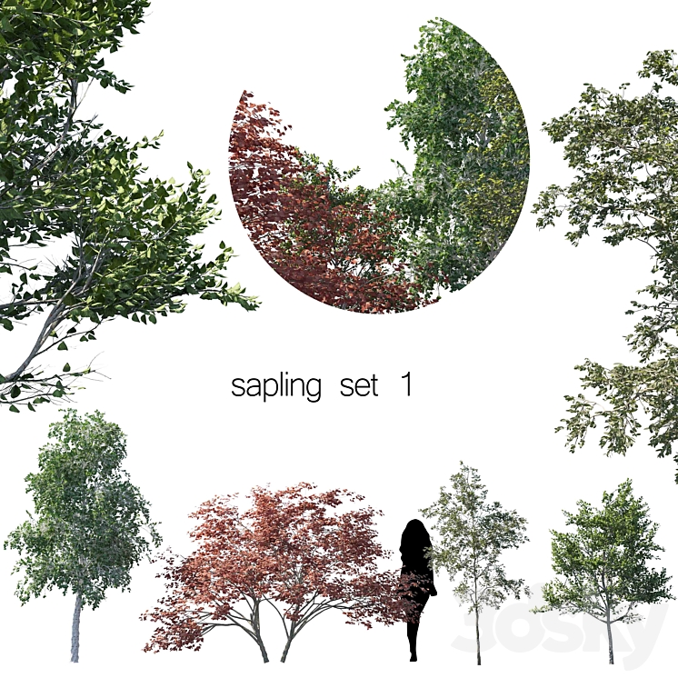 sapling set 1 - Tree - 3D model