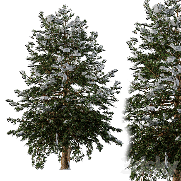 Pine Tree Winter - Snow - Tree - 3D model