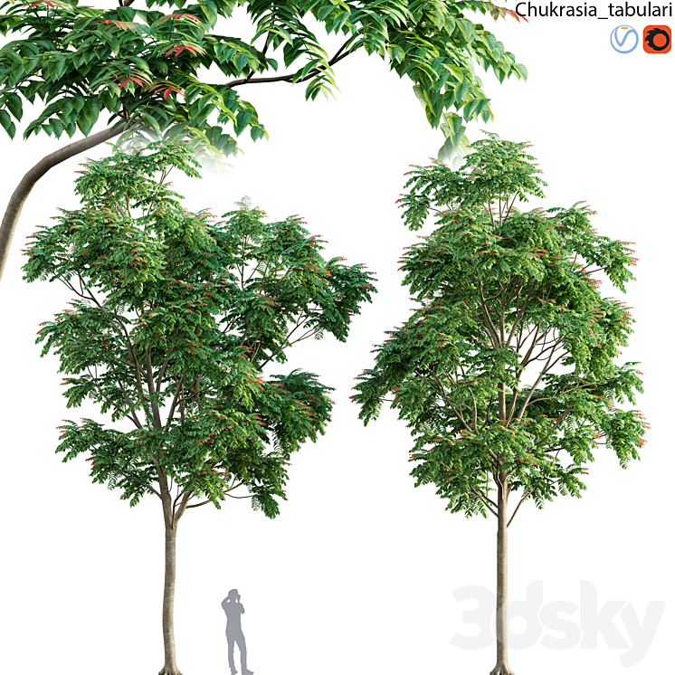 Chukrasia tabularis-Chickrassy 03 - Tree - 3D model