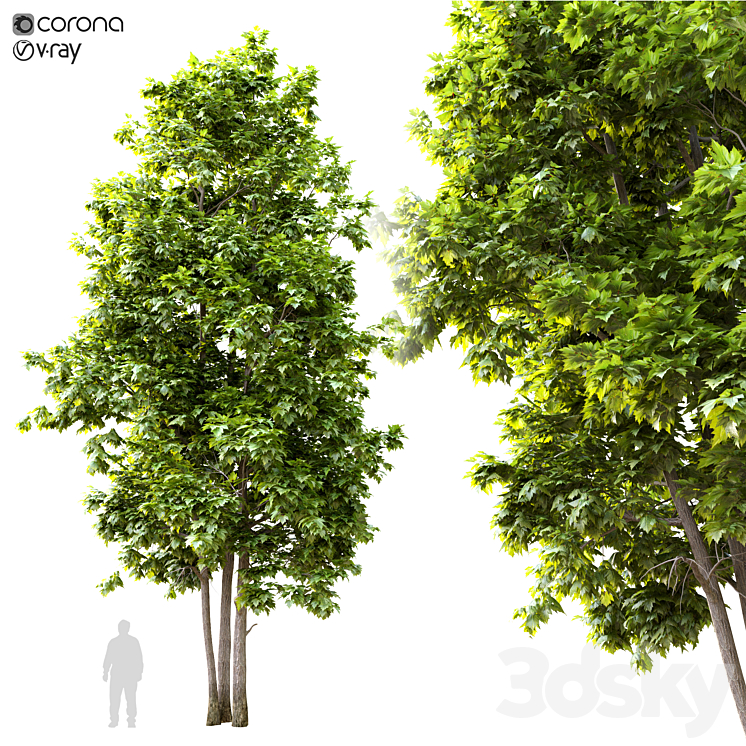 Tall maple tree - Tree - 3D model