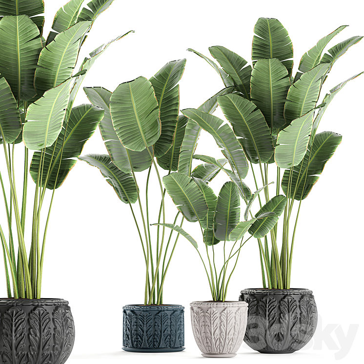 A collection of beautiful small plants in a classic pot with strelitzia ...