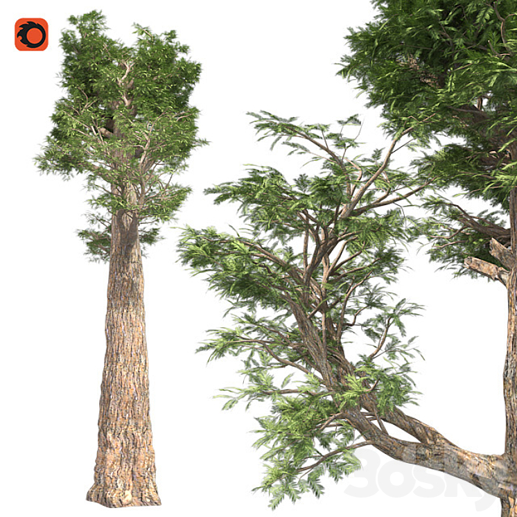 Giant red wood tree corona - Tree - 3D model
