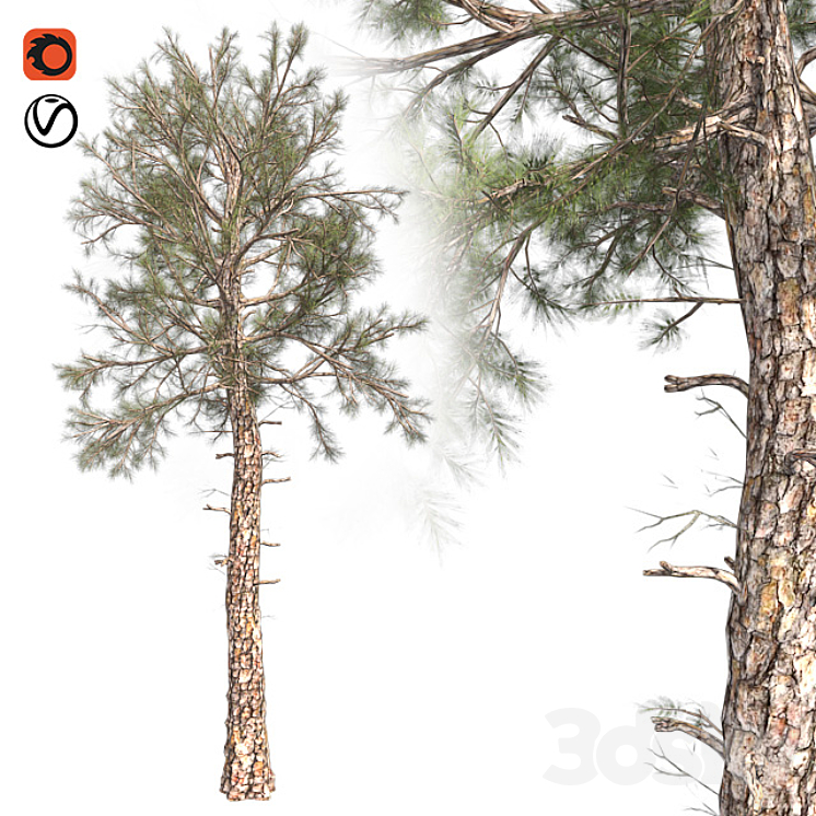 Loblolly pine tree - Tree - 3D model
