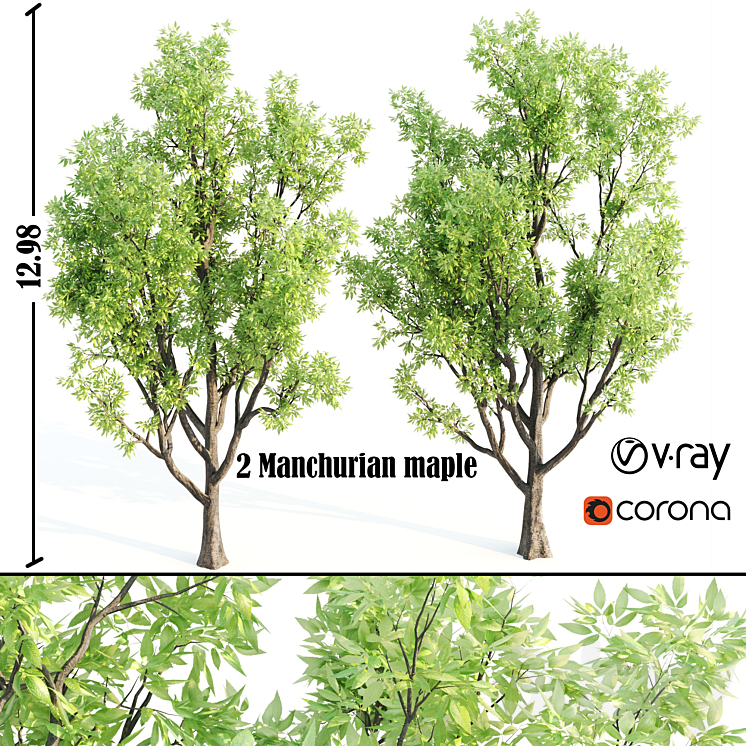 Manchurian maple or Acer mandshuricum - Tree - 3D model