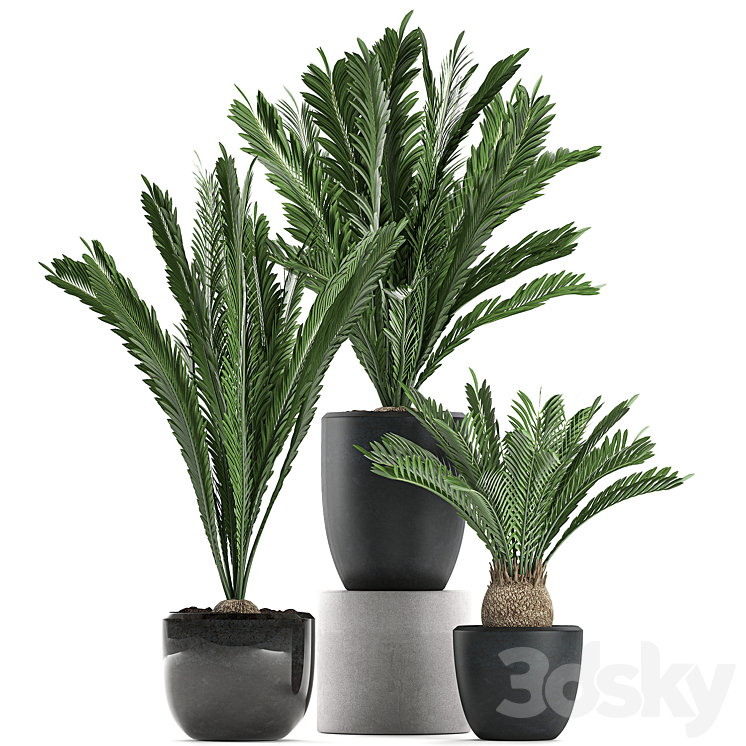 A collection of outdoor plants in black pots on legs with a bush of ...