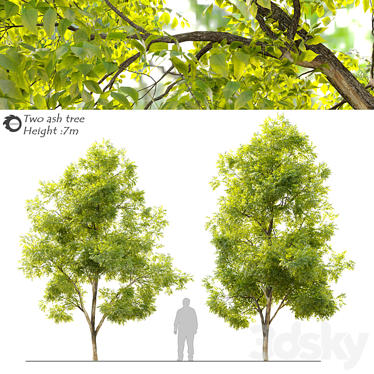 Two ash tree_2 - Tree - 3D model