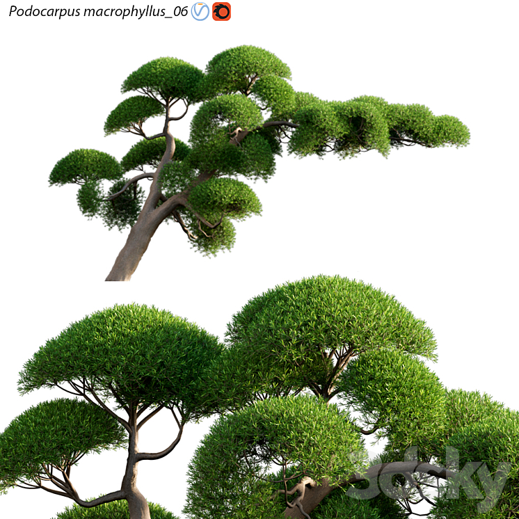 Podocarpus macrophyllus 06 - Tree - 3D model