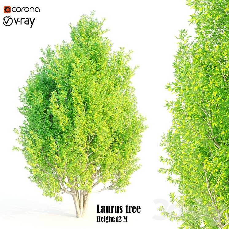 laurus tree - Tree - 3D model