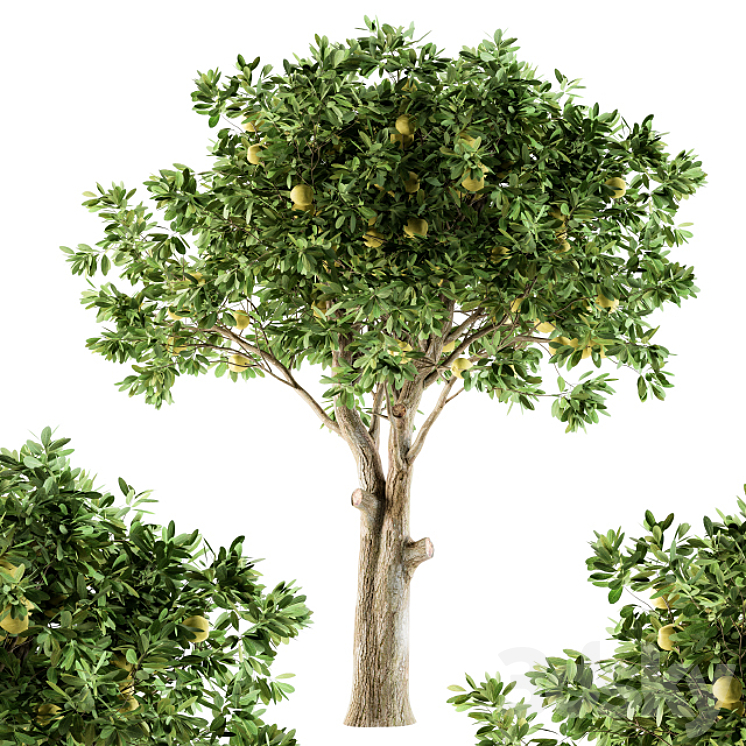 Lemon Tree - Set 25 - Tree - 3D model