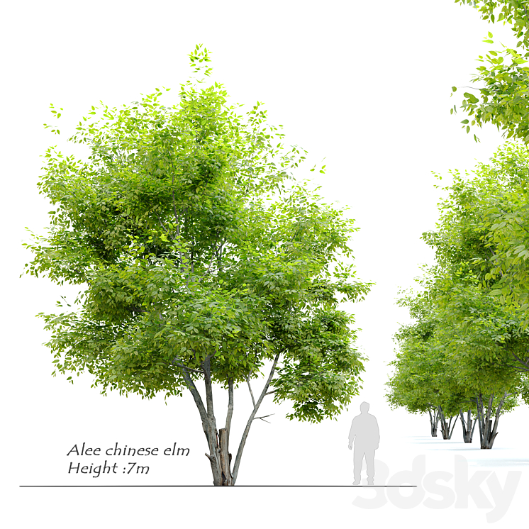 Alee chinese elm (Ulmus parvifolia Allee) - Tree - 3D model