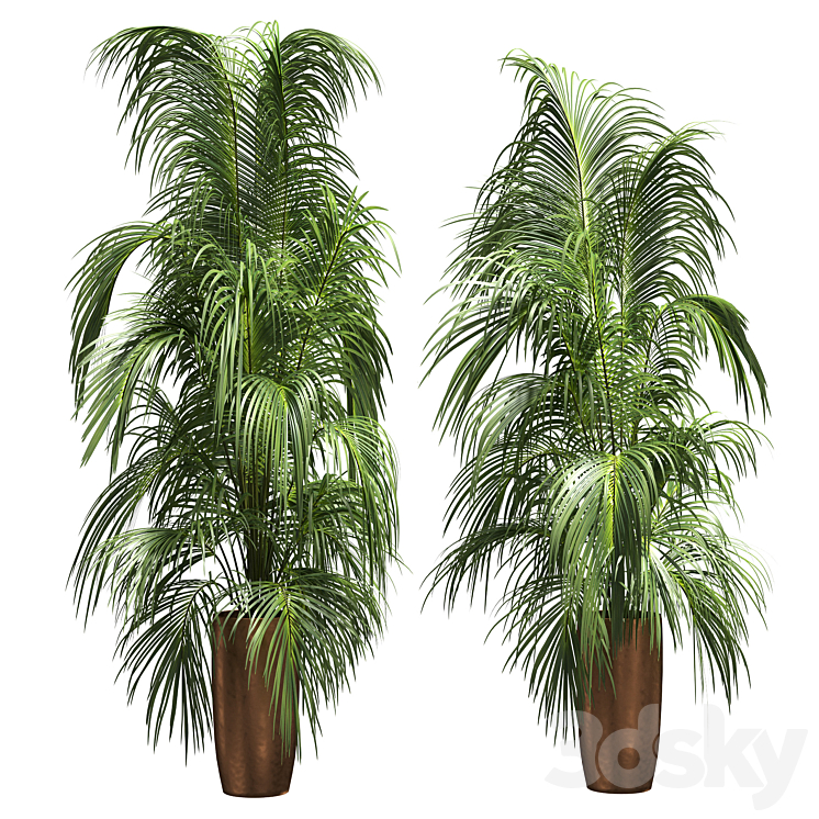 Palm trees to the ceiling. 2 models - Indoor - 3D model