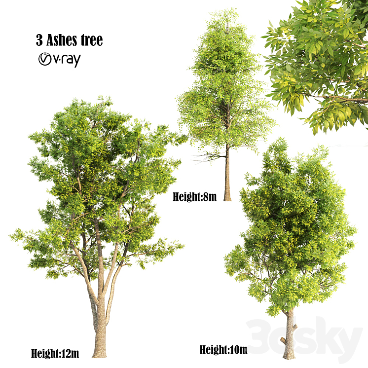 3 ashes -vray - Tree - 3D model