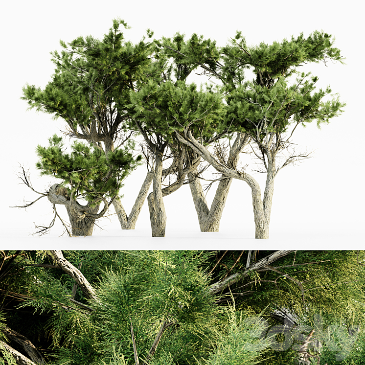Monterey Cypress 5 TREE - Tree - 3D model