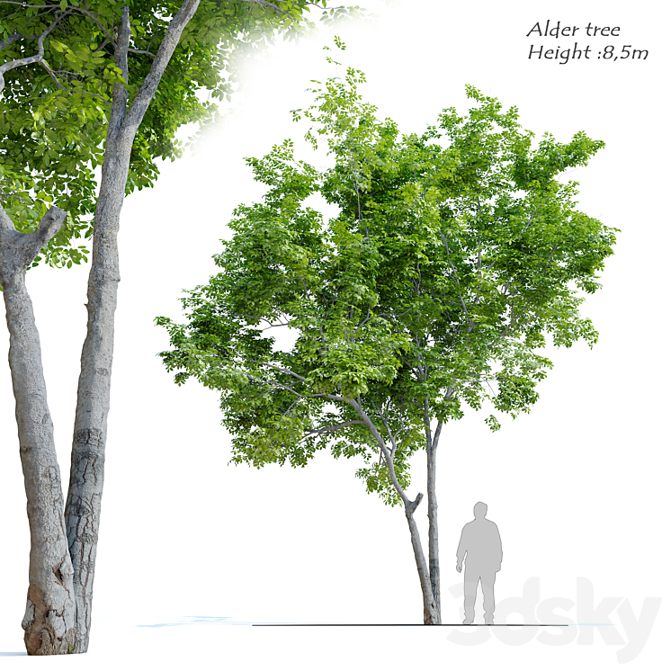 Red Alder (Alnus rubra) - Tree - 3D model