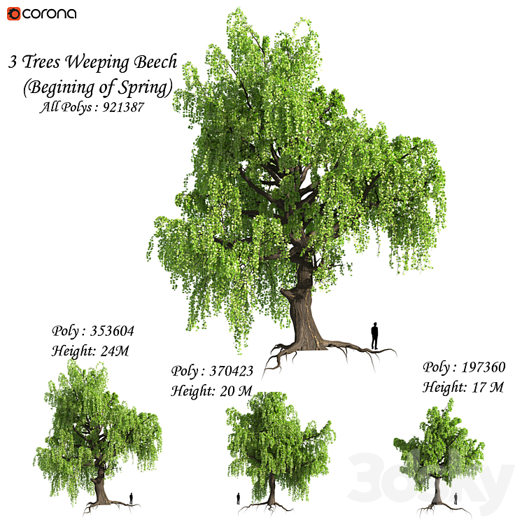 Set of Weeping Beech Tree - Beginning of Spring season - Tree - 3D model