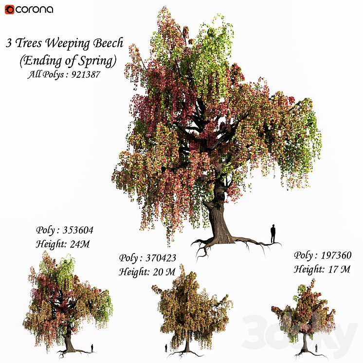 Set of Weeping Beech Tree - Ending of Spring season - Tree - 3D model
