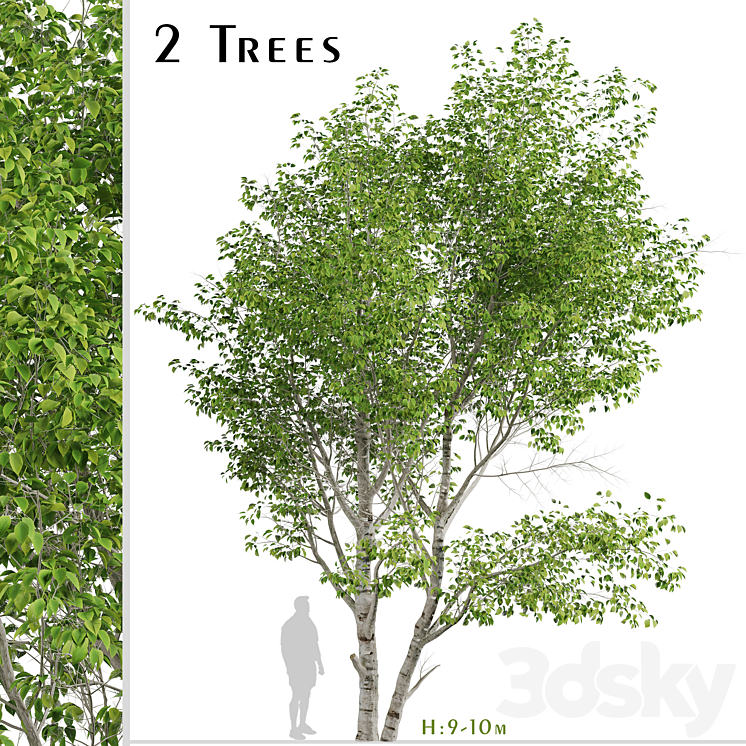 Set of Paper Birch Trees (Betula papyrifera) (2 Trees) - Tree - 3D model