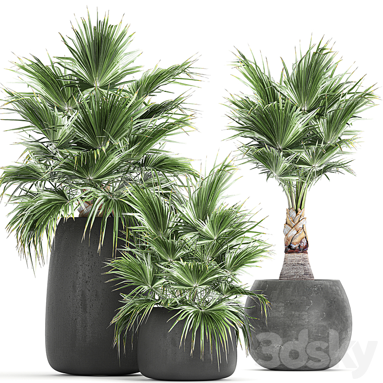 A collection of small beautiful decorative fan palms in black outdoor ...