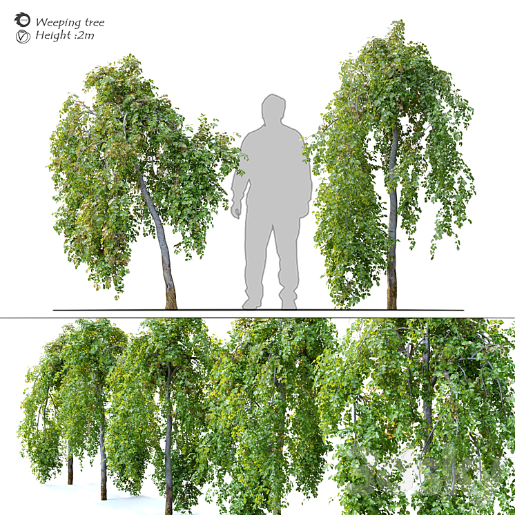 Two weeping tree - Tree - 3D model