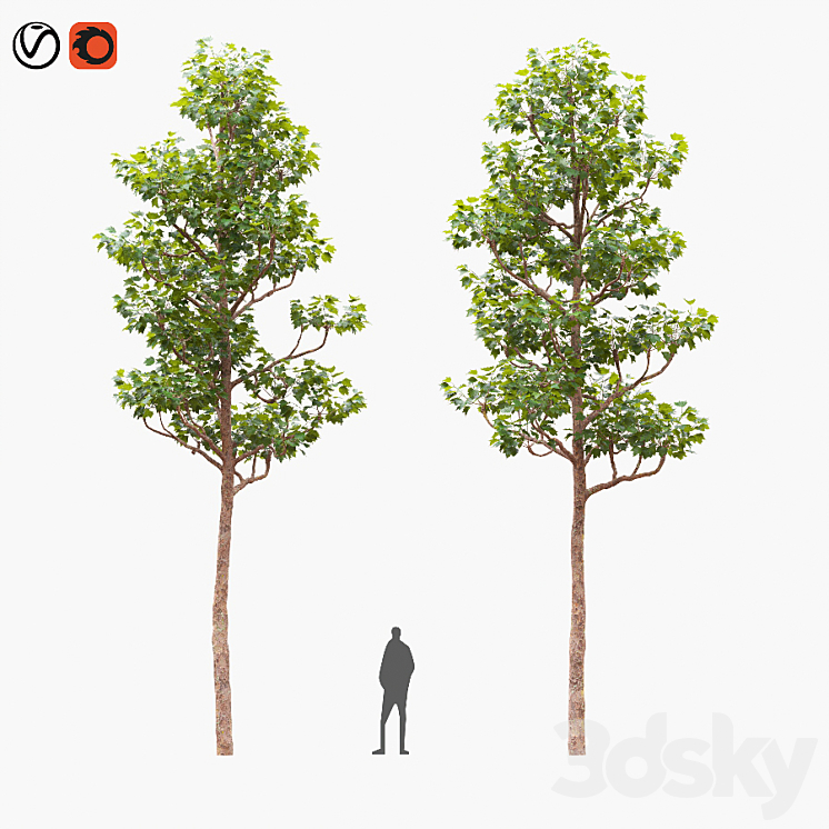 Pollarded London planetree 10,3m - Tree - 3D model