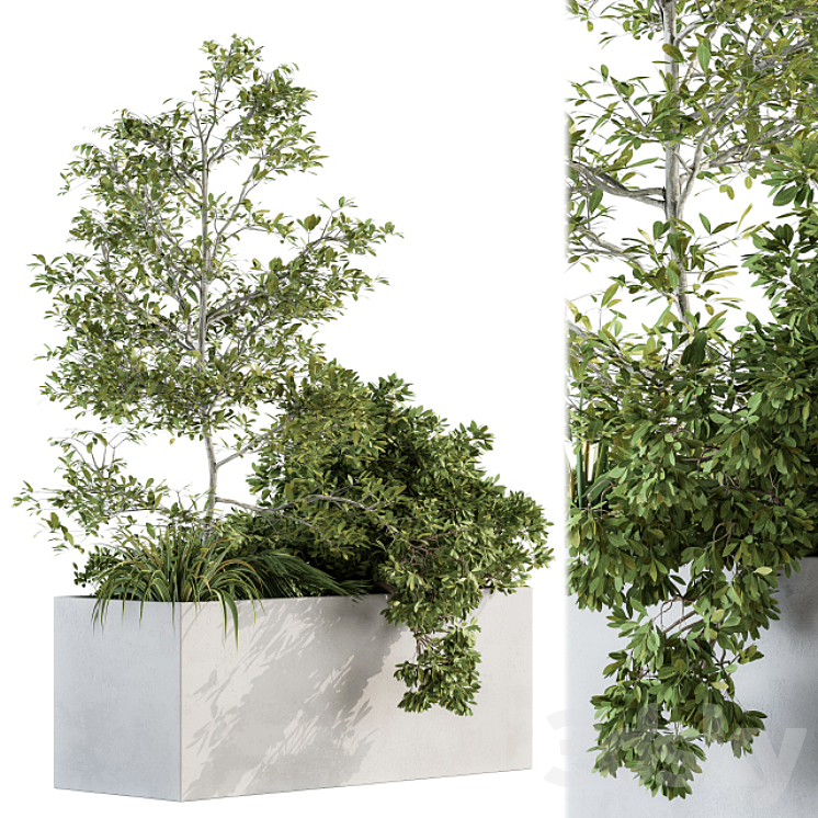 Outdoor Plant Set 173 - Plant Box tree - Outdoor - 3D model