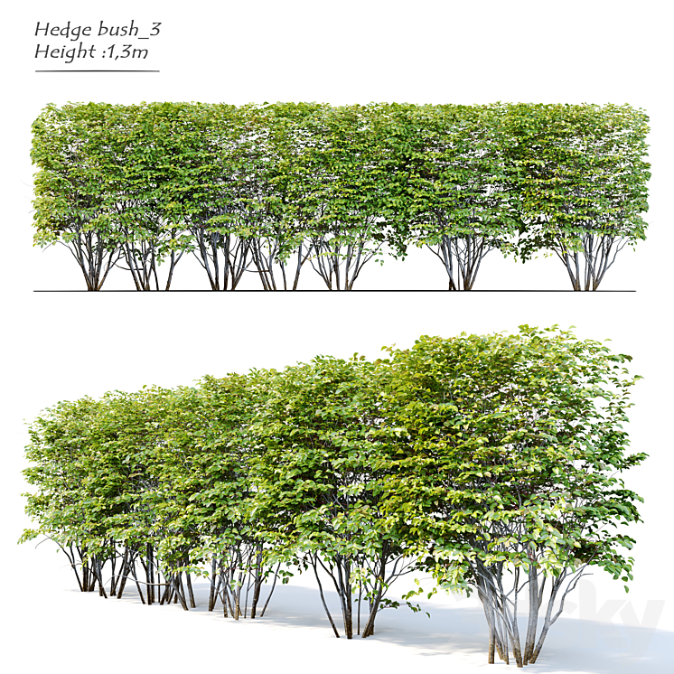 Hedge bush_3 - Bush - 3D model