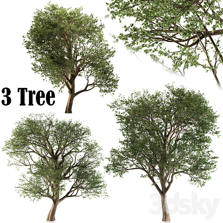 Set of Formosan gum (3 Trees) - Tree - 3D model