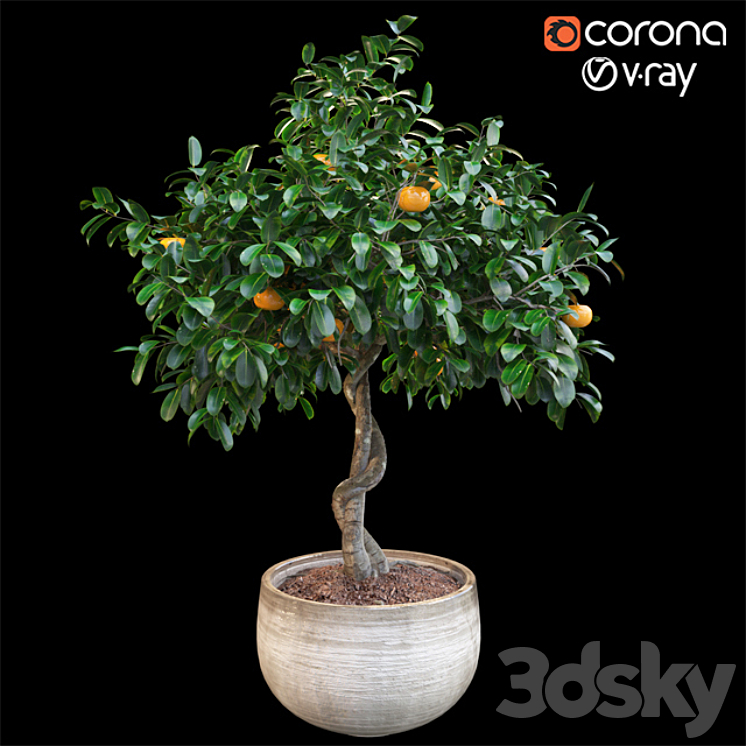 Fortunella plant 003 - Indoor - 3D model