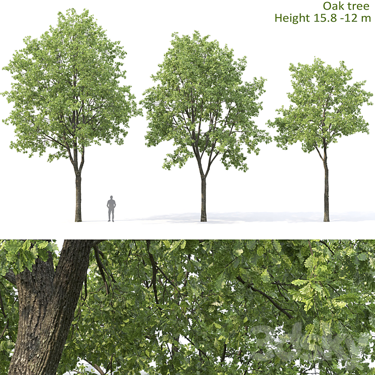 Oak - Tree - 3D model