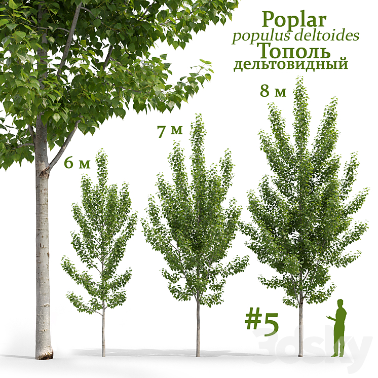 Poplar / Populus deltoides #5 - Tree - 3D model
