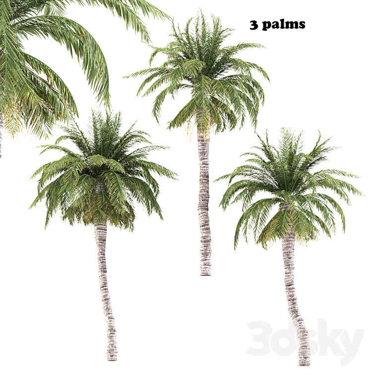 3 palms - Tree - 3D model