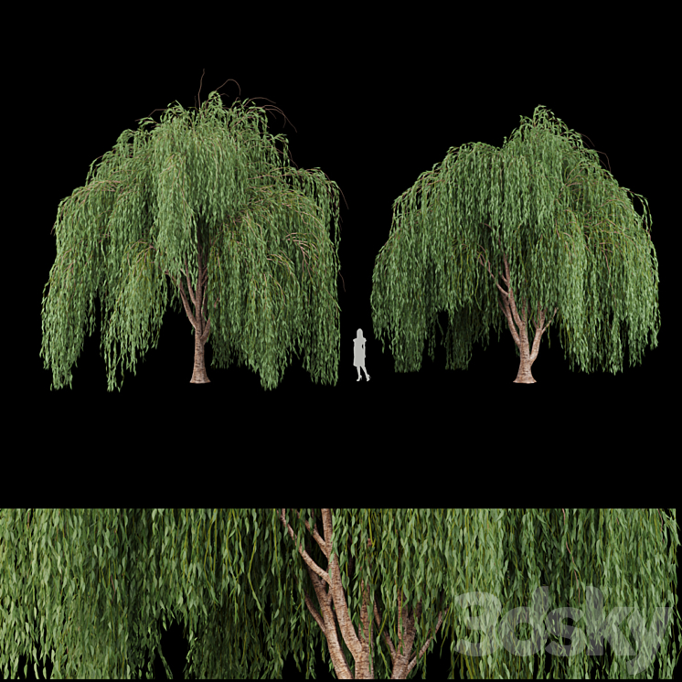 collection willow trees vol 7 - Tree - 3D model