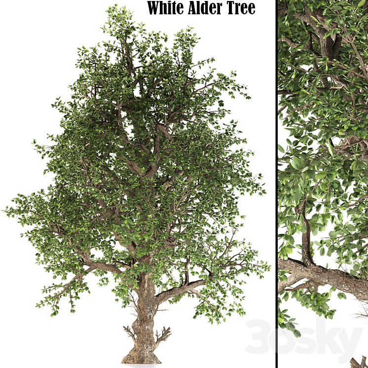 White alder tree - Tree - 3D model