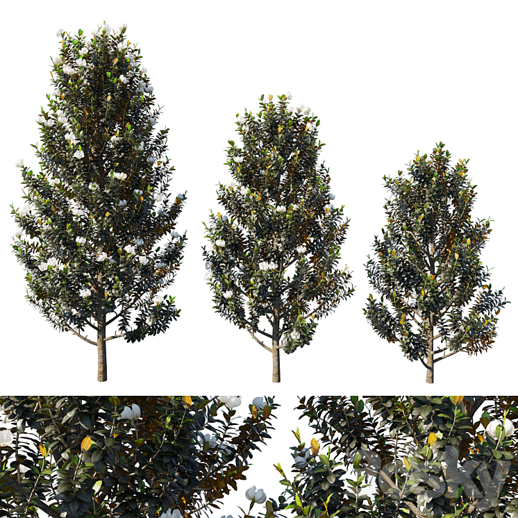 Magnolia grandiflora 02 - Tree - 3D model
