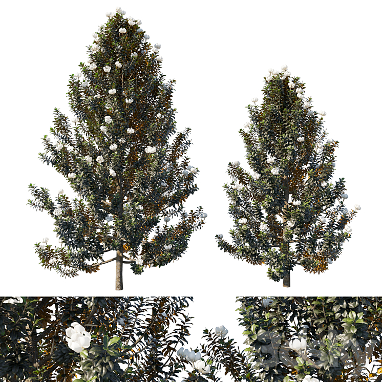 Magnolia grandiflora 04 - Tree - 3D model